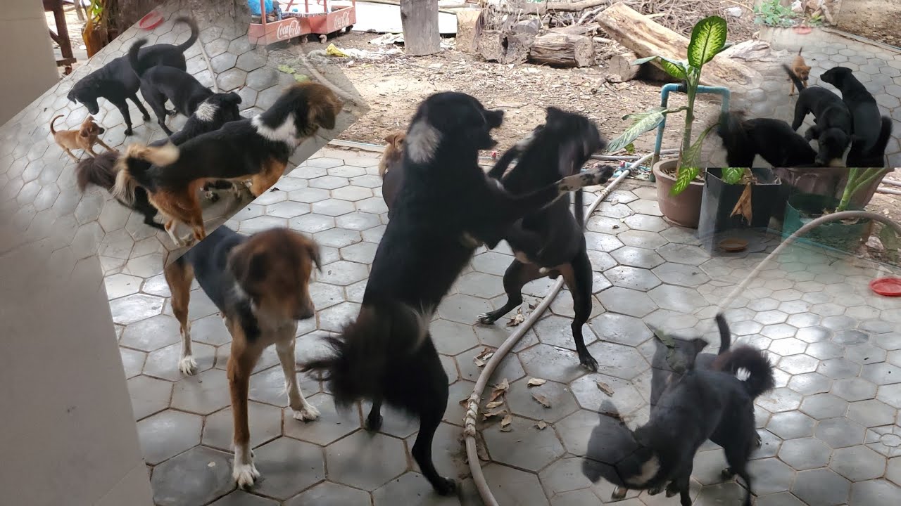 Justin and Toro Dog Fight . boxing dog it so funny haha so nice - YouTube