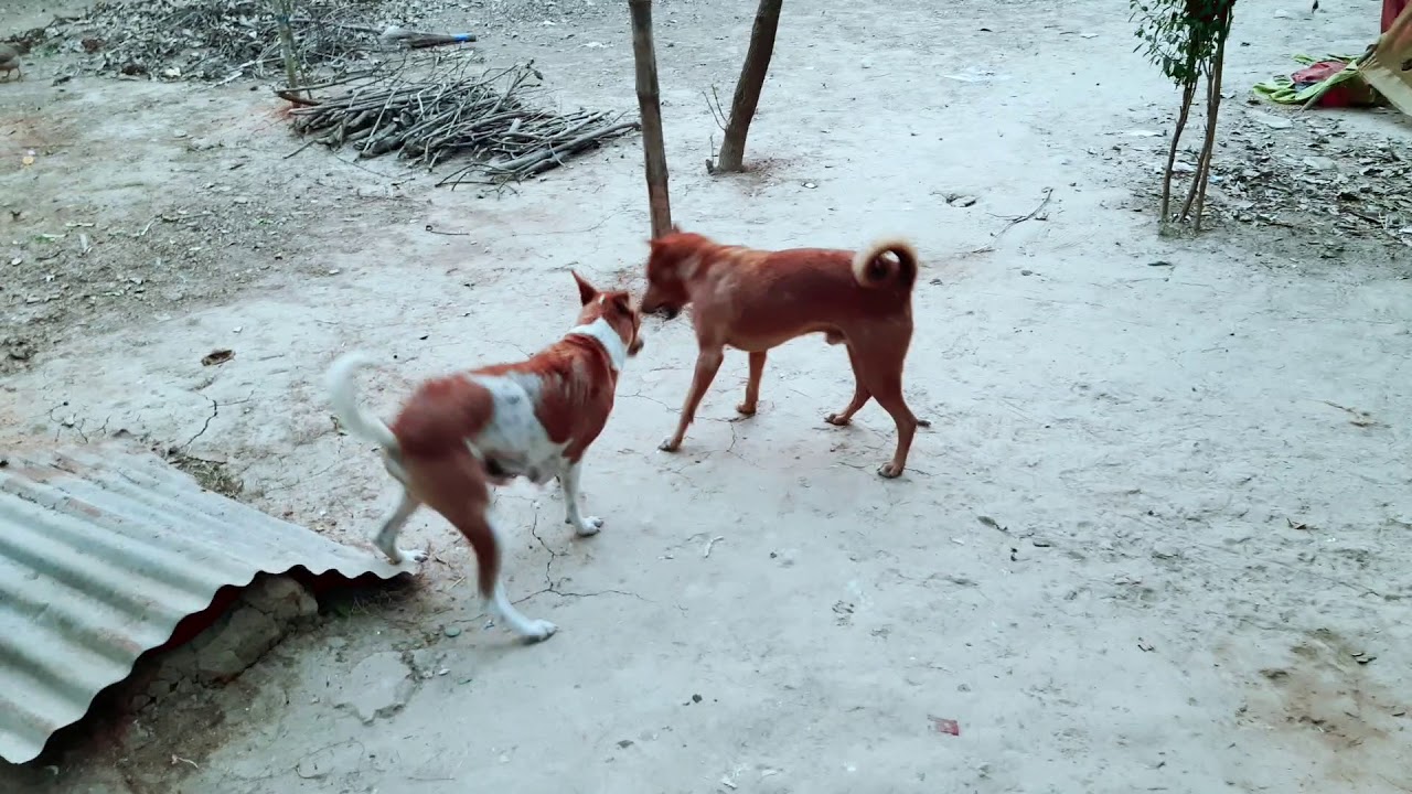 dog vs doge fighting - Dogs Fighting for protect other Dog - Animals Tv ...