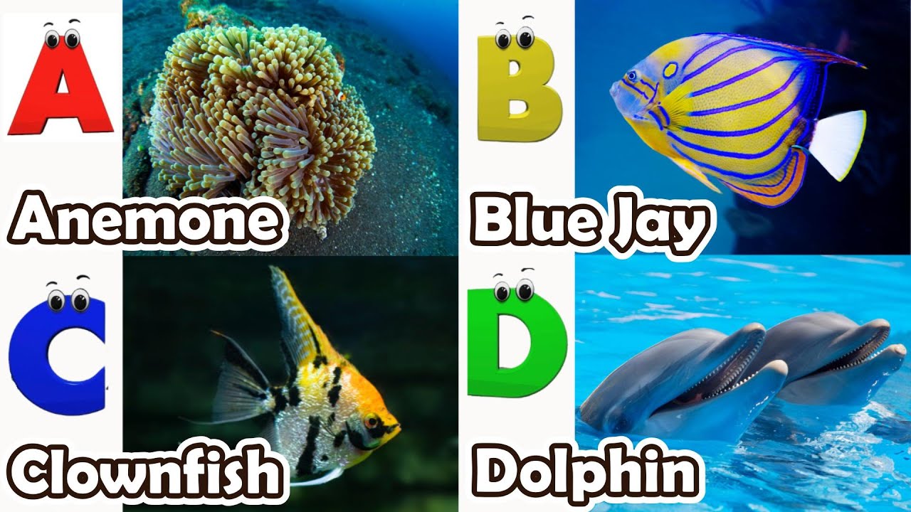 ABC phonics animals | ABC Sea Animals song | English and Animals for ...