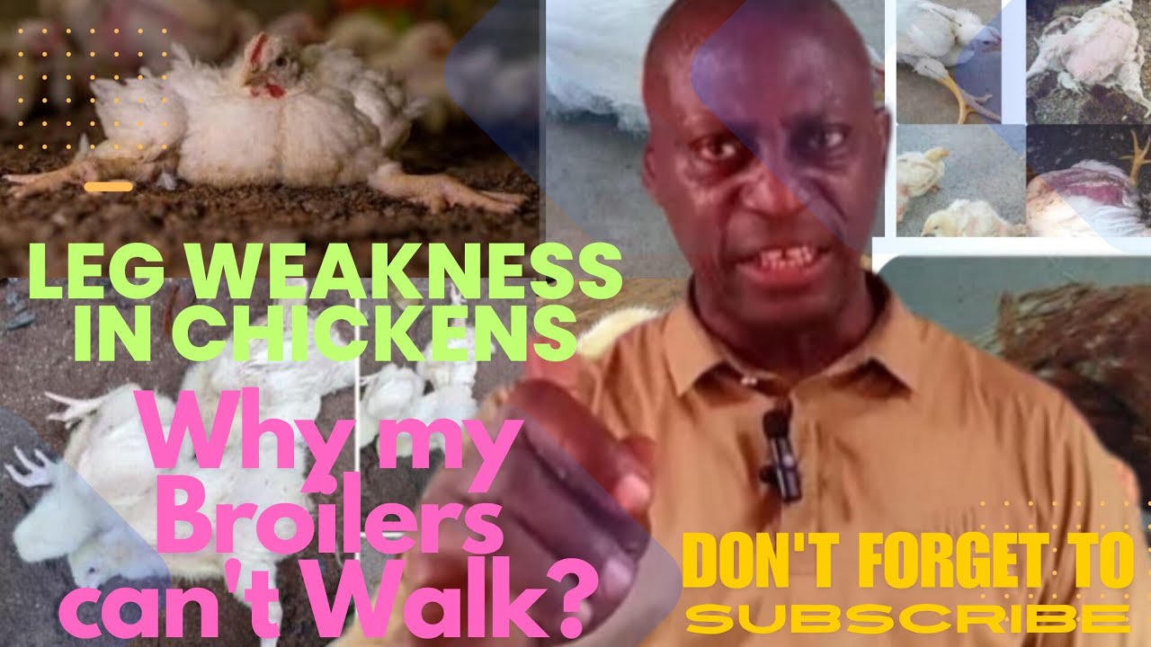 How to Solve Leg Weakness in Chickens: Causes & Why Your Broiler Isn't ...
