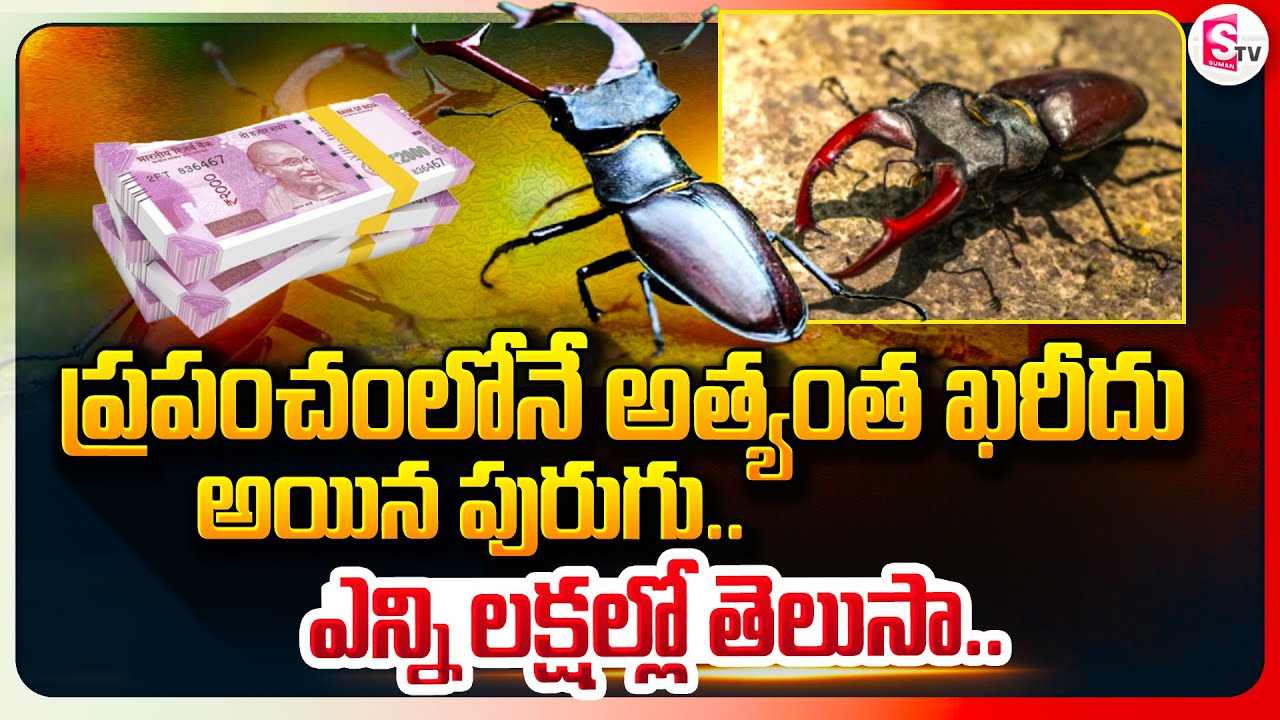 Stag Beetle: World's Most Expensive Insect That Can Make You A ...