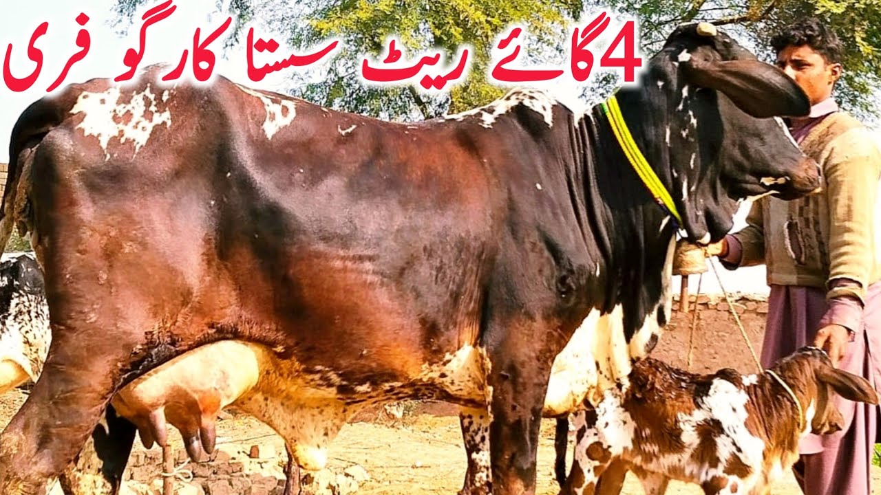 3 Super Quality Cholistani Cow Near Luden Cow Mandi || Global Village ...