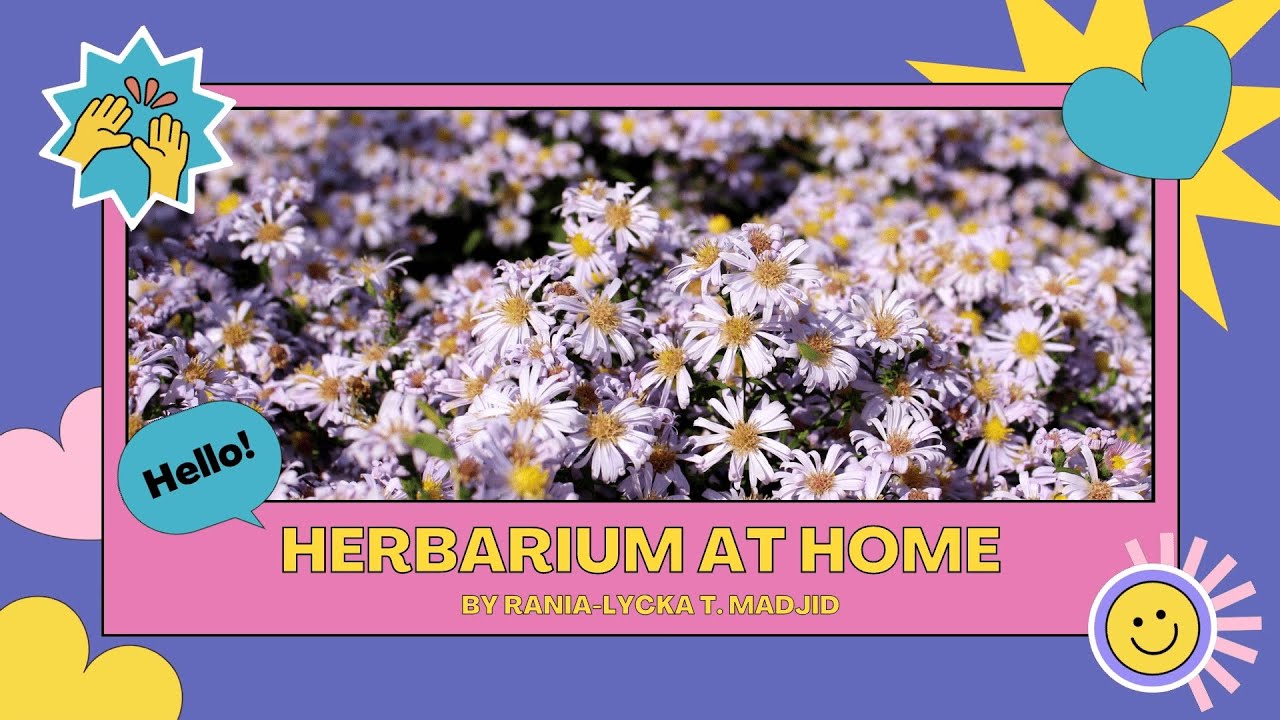 HERBARIUM at Home I Botany Laboratory - YouTube
