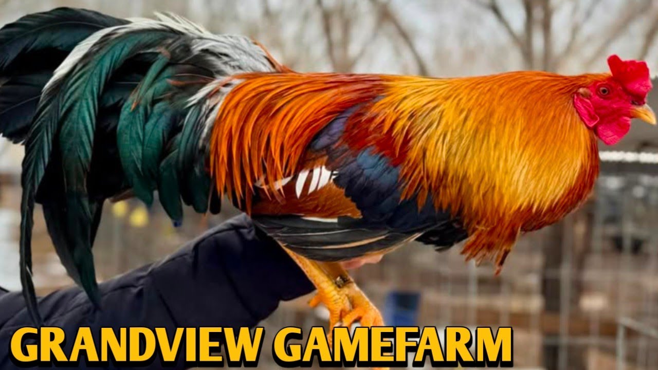 Yellow leg hatch Sweater Asil - GRANDVIEW FARM - YouTube