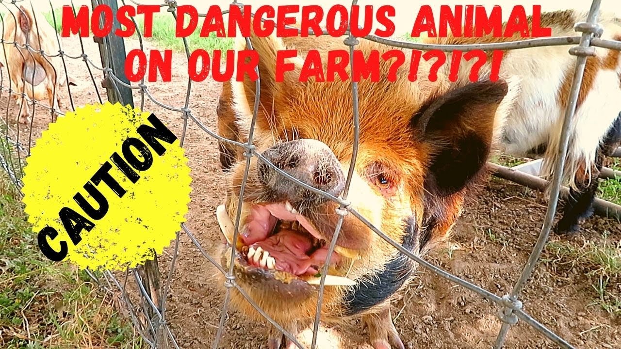 THE MOST DANGEROUS ANIMAL ON OUR FARM?! Our PIG? BULL? GOATS? COWS? DOG ...