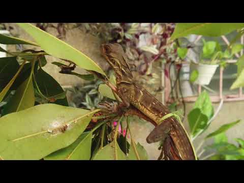 Sailfin Lizard : Kiko at Kika