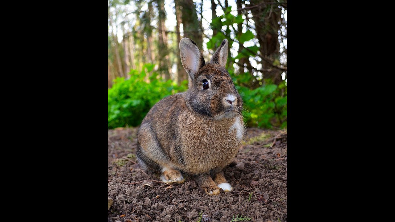 Funny Rabbit Scream - YouTube