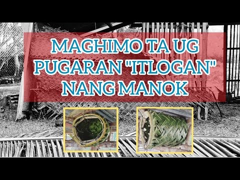 MAGHIMO TA UG PUGARAN "ITLOGAN" NG MANOK || NATIVE CHICKEN - YouTube