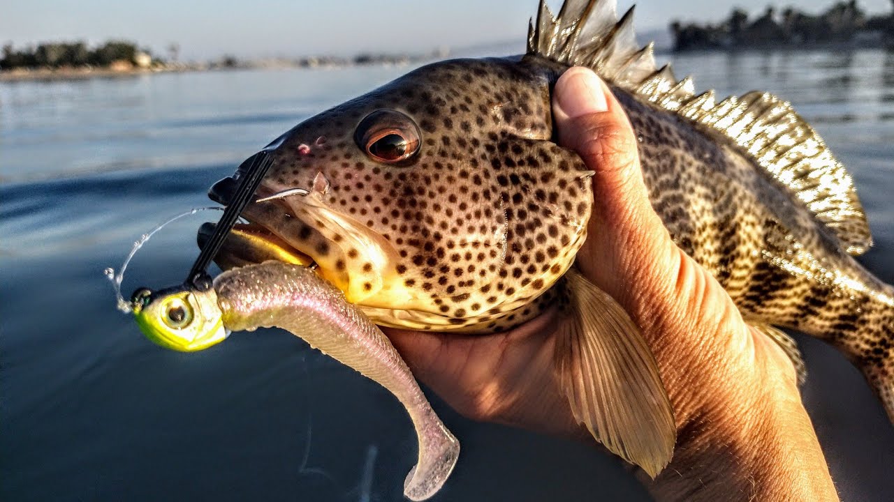 Fishing For Big Mission Bay Spotties-Hooked Into Something Giant - YouTube