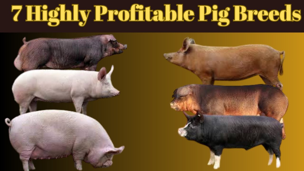 7 Highly Profitable Pig Breeds for Farmers - YouTube