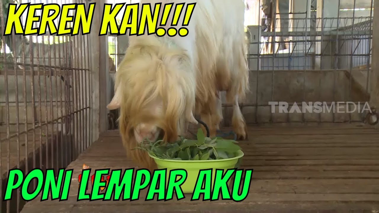 LUCUNYA KAMBING PUNYA PONI LEMPAR | SI OTAN (29/01/20) PART 4 - YouTube