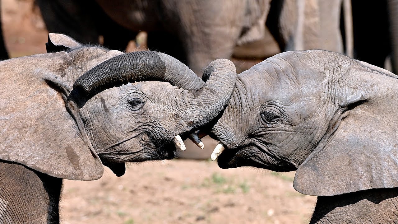 Cheeky Baby Elephants Spotted Play Fighting - YouTube