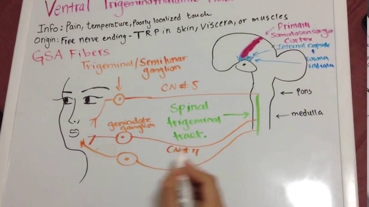 Trigeminal Lemniscus (Caudal) - Ventral Trigeminothalamic tract - YouTube