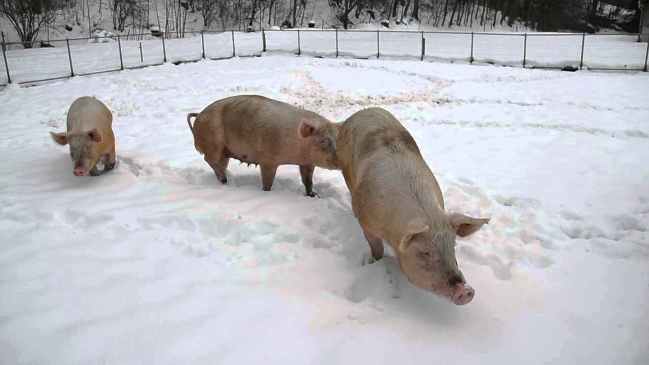 Pigs in Snow - YouTube