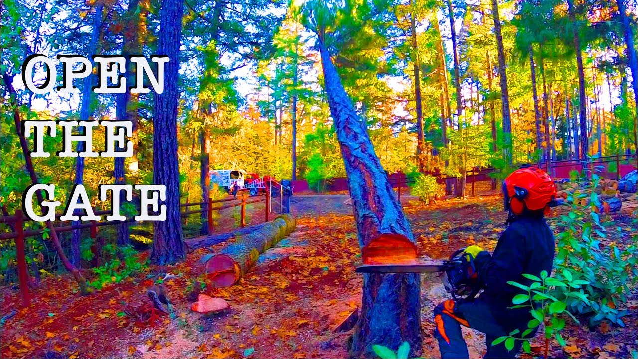 Falling Trees Through an Open Gate - YouTube