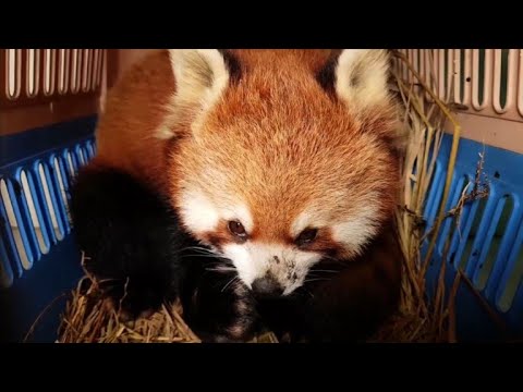 Red pandas rescued in Laos stir fears over exotic pet trade - YouTube