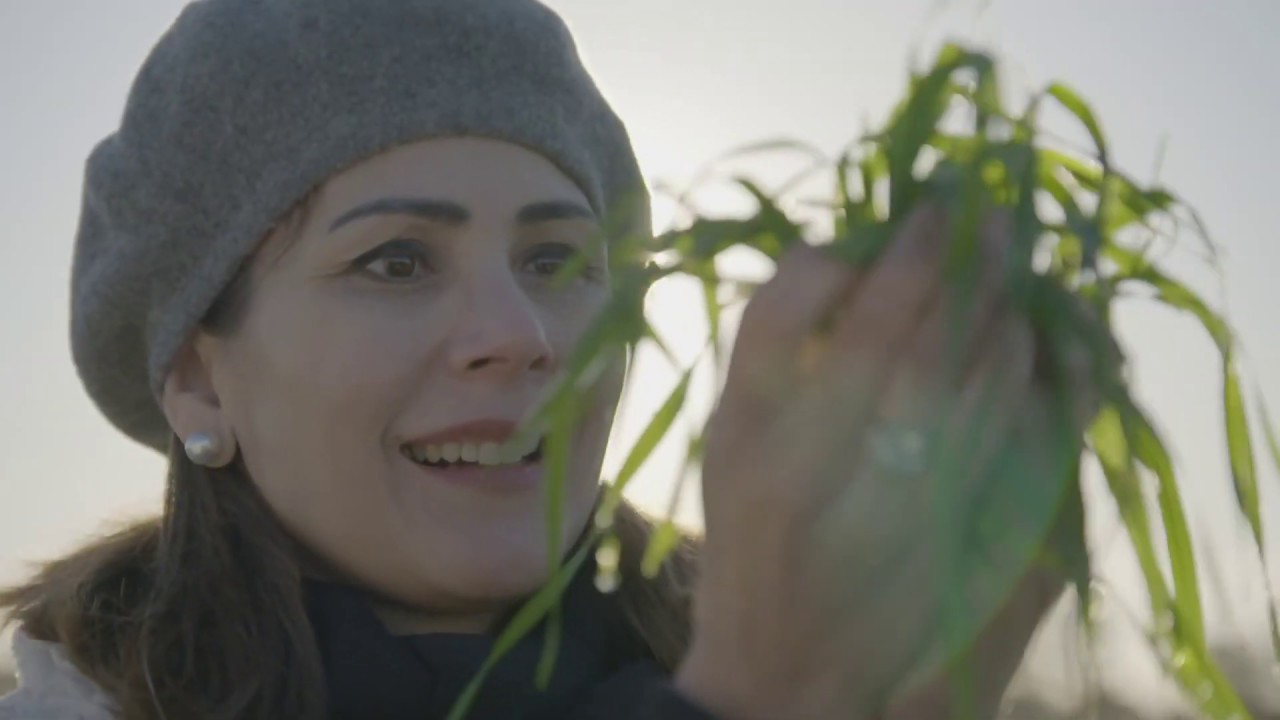 I AM AMAZING BARLEY FROM AUSTRALIA BY Maritoni Fernandez - YouTube