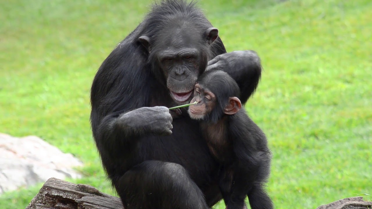El bebé chimpancé COCO cumple 10 meses en BIOPARC Valencia - YouTube