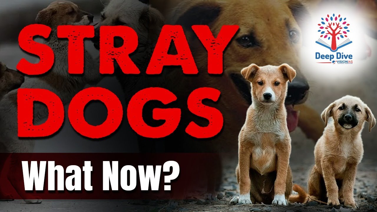 India’s Stray Dog Dynamics: Safety, Compassion & the Supreme Court ...