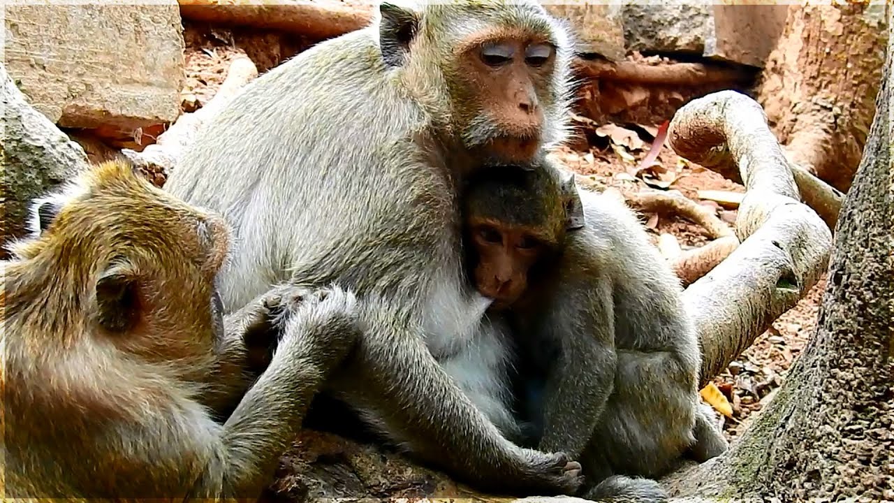 MG! Big Monkey Lucas Still Nursing | Monkey Leyla Breastfeeding Lucas ...