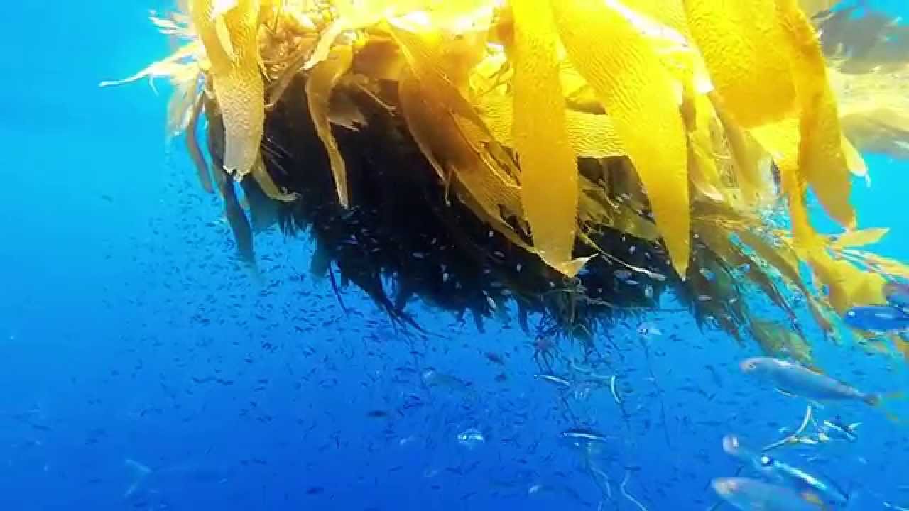 Dorado on a kelp patty 30 miles offshore of San Diego 7 26 2014 - YouTube