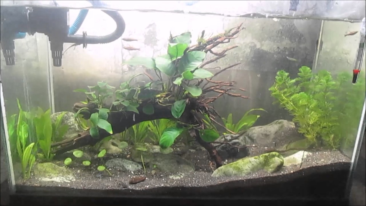 fallen tree; new lay-out, aquarium no.001, nov.2016 - YouTube