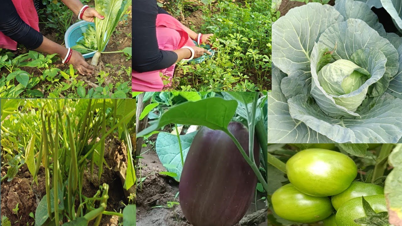 My Farm Tour | 7000sq/ft ke Bagiche Kya Lagate Hain Hum | Organic ...