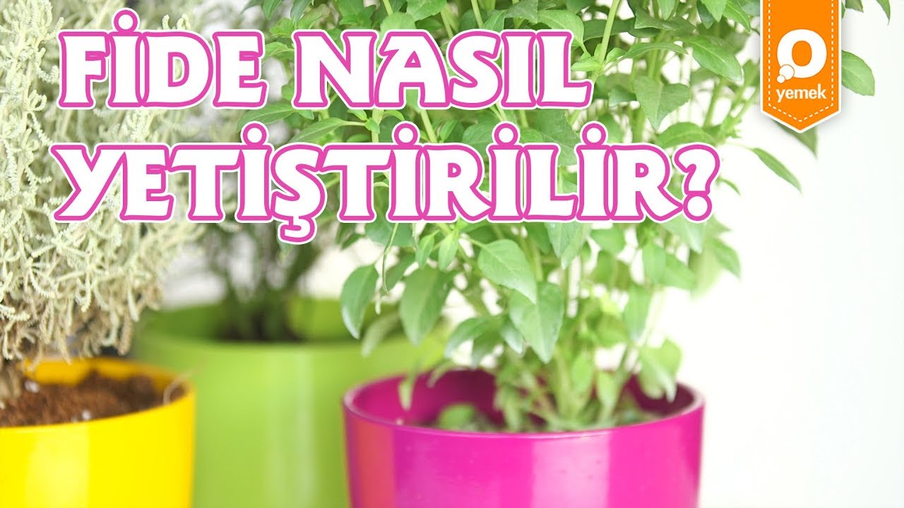 Fide Nasıl Yetiştirilir? - Onedio Yemek - Nasıl Yapılır? - YouTube
