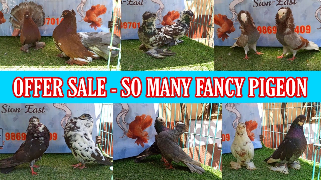 FANTAIL PIGEON, MOOKEE PIGEON, TIGER BUKHARA PIGEON, CAPUCHIN PIGEON ...