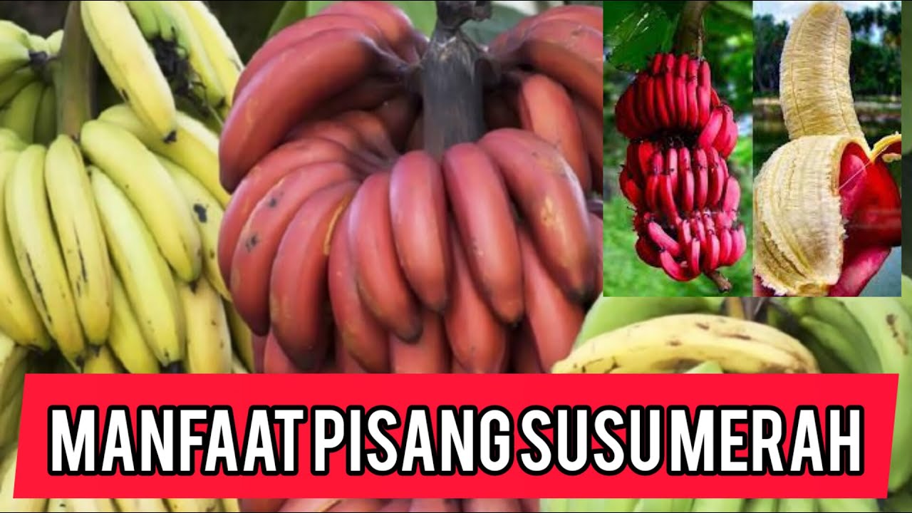 panen pisang susu merah dipekarangan rumah - YouTube
