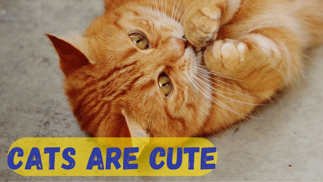 Why Are Cats Cute? - YouTube