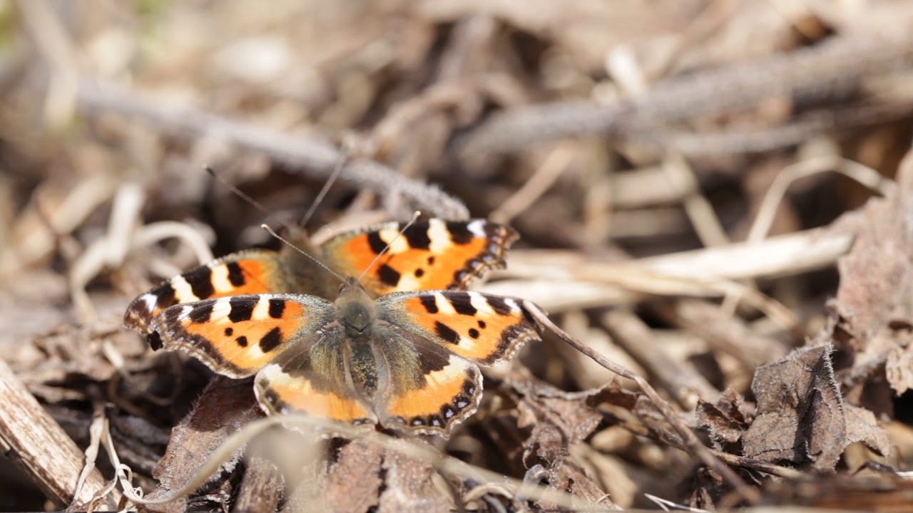 Small Tortoiseshell Butterfly (Aglais urticae) Courtship - YouTube