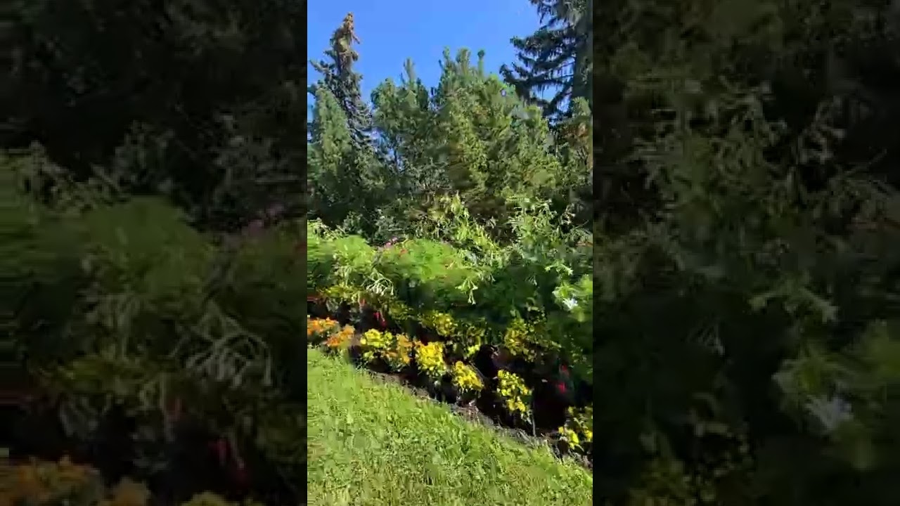 LOVELY FLOWERS NEAR TELUS WORLD OF SCIENCE - YouTube