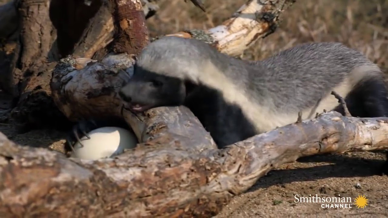 A Honey Badger Cracks Open a Thick Ostrich Egg - YouTube