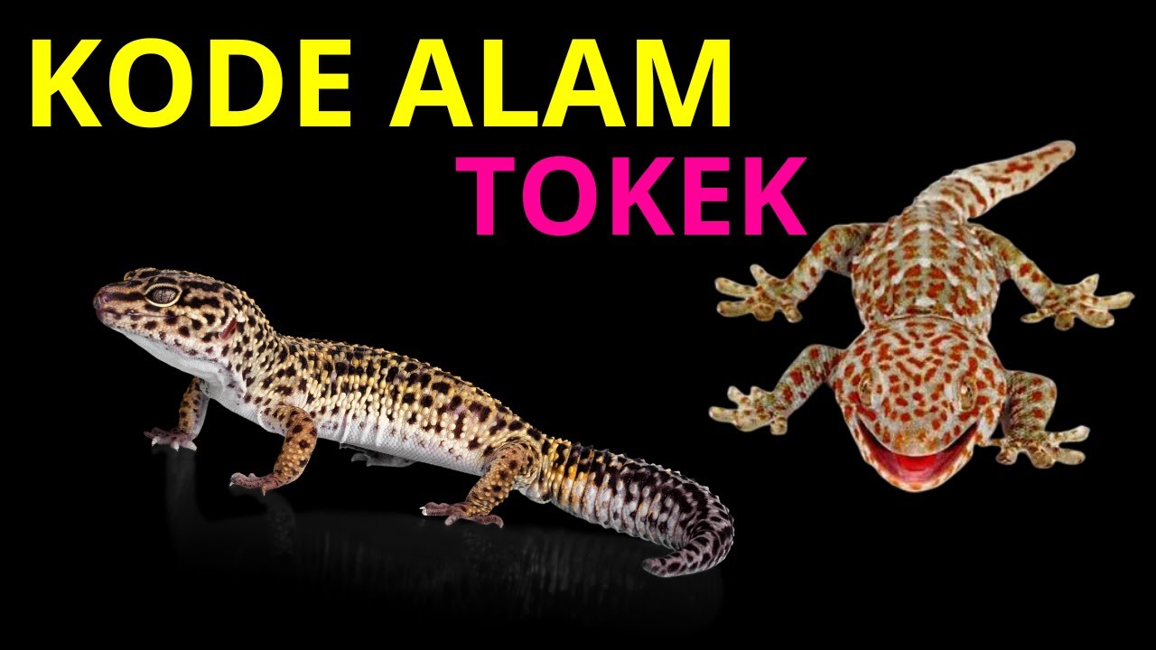 EREK EREK TOKEK 2D 3D 4D | KODE ALAM TOKEK | TAFSIR MIMPI TOKEK - YouTube