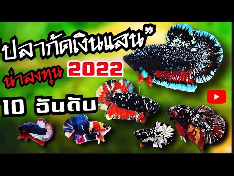 10 อันดับปลากัดเงินแสน น่าลงทุน 2022 พร้อมแหล่งจัดซื้อ #ช่องสำรอง [[ KPS.Betta ]] - YouTube
