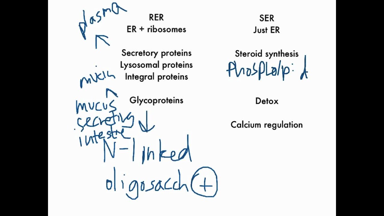 RER and SER - YouTube