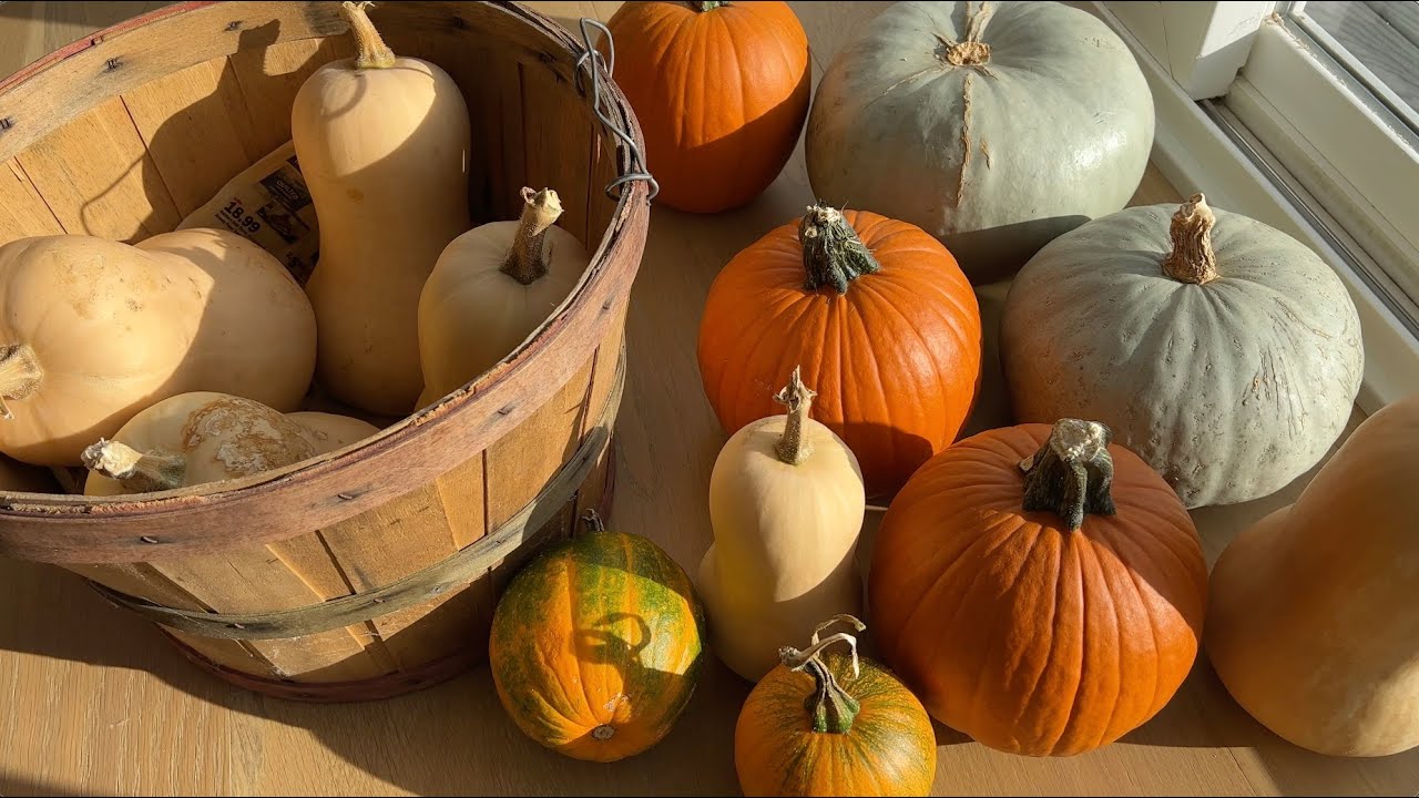 Winter Squash Harvest Fall 2022 Review - Waltham Butternut and Harvest ...