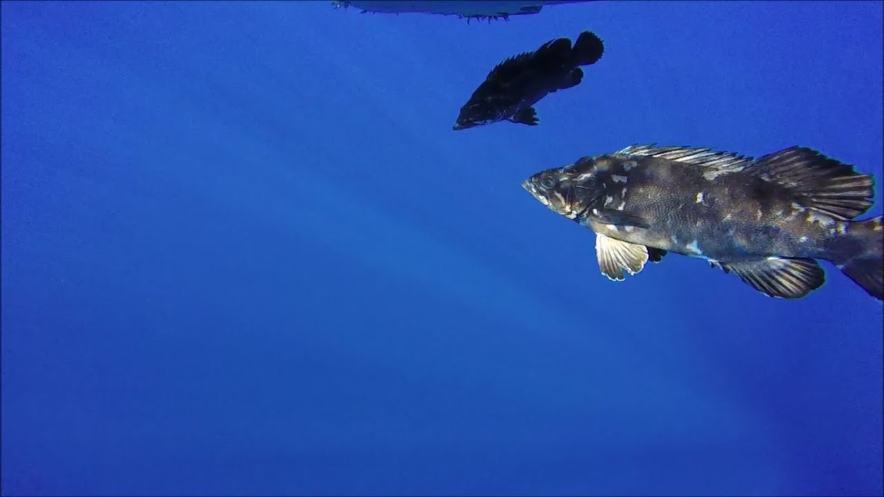 12 Miles off the Coast of Malta - Lampuki Fishing - YouTube