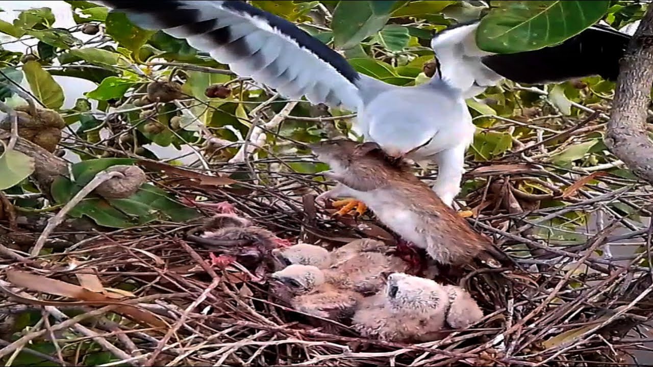 Black-winged kite birds try to bite mice to tear off their flesh to ...