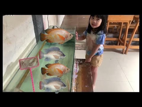 Memasukan ikan nila merah putih ke aquarium besar |maira comel - YouTube