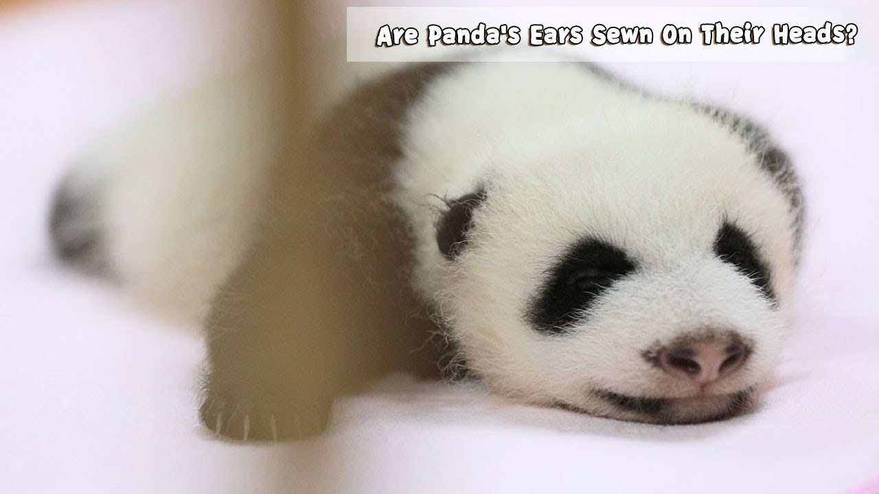 Are Panda's Ears Sewn On Their Heads? | iPanda - YouTube