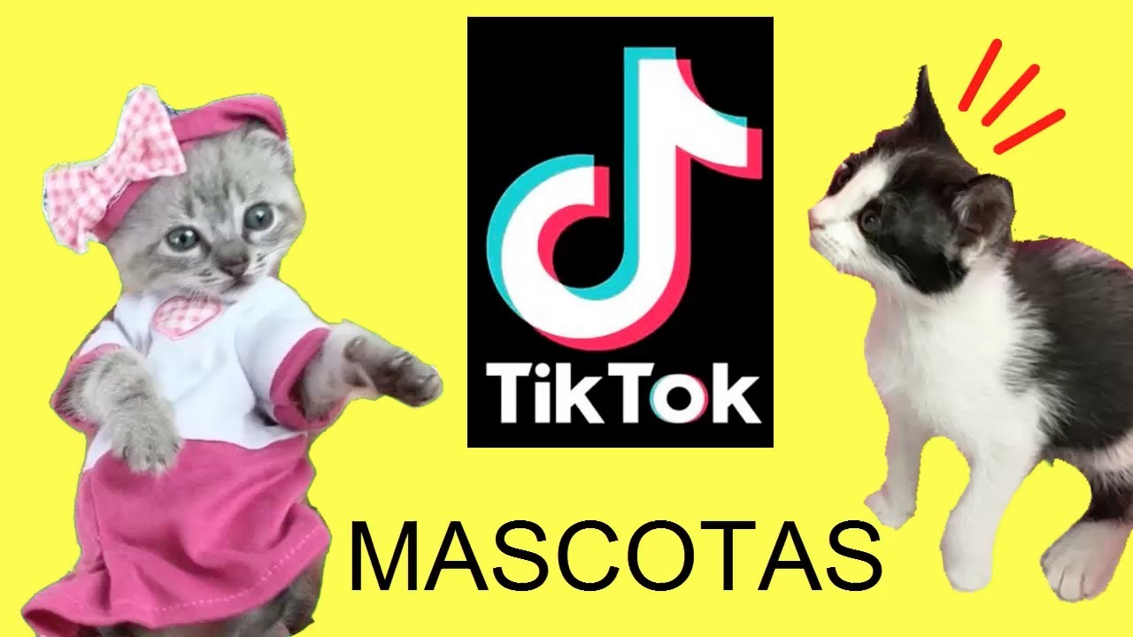 Tik Tok recopilación de los mejores videos de mis gatos graciosos Luna ...