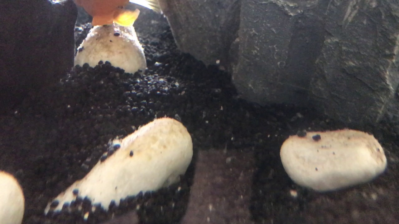 Parrots x flowerhorn Kirin parrots - YouTube