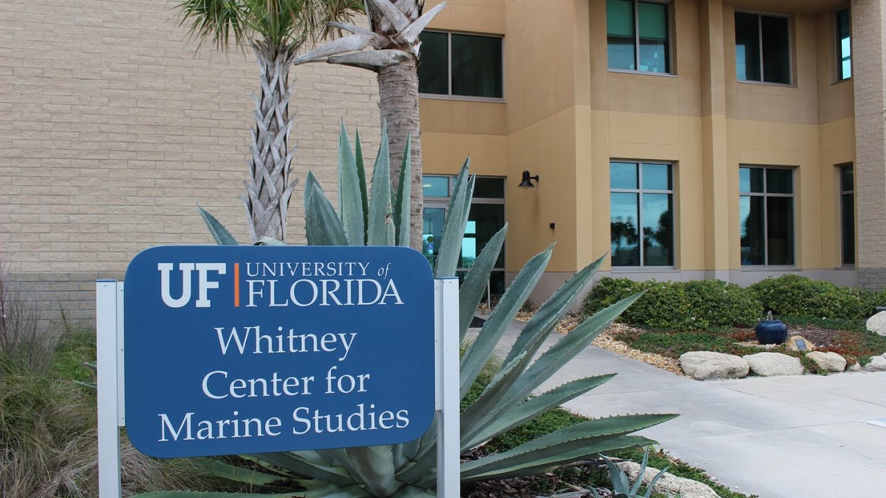 Discover Jacksonville | Start Here | St. Augustine | University of ...