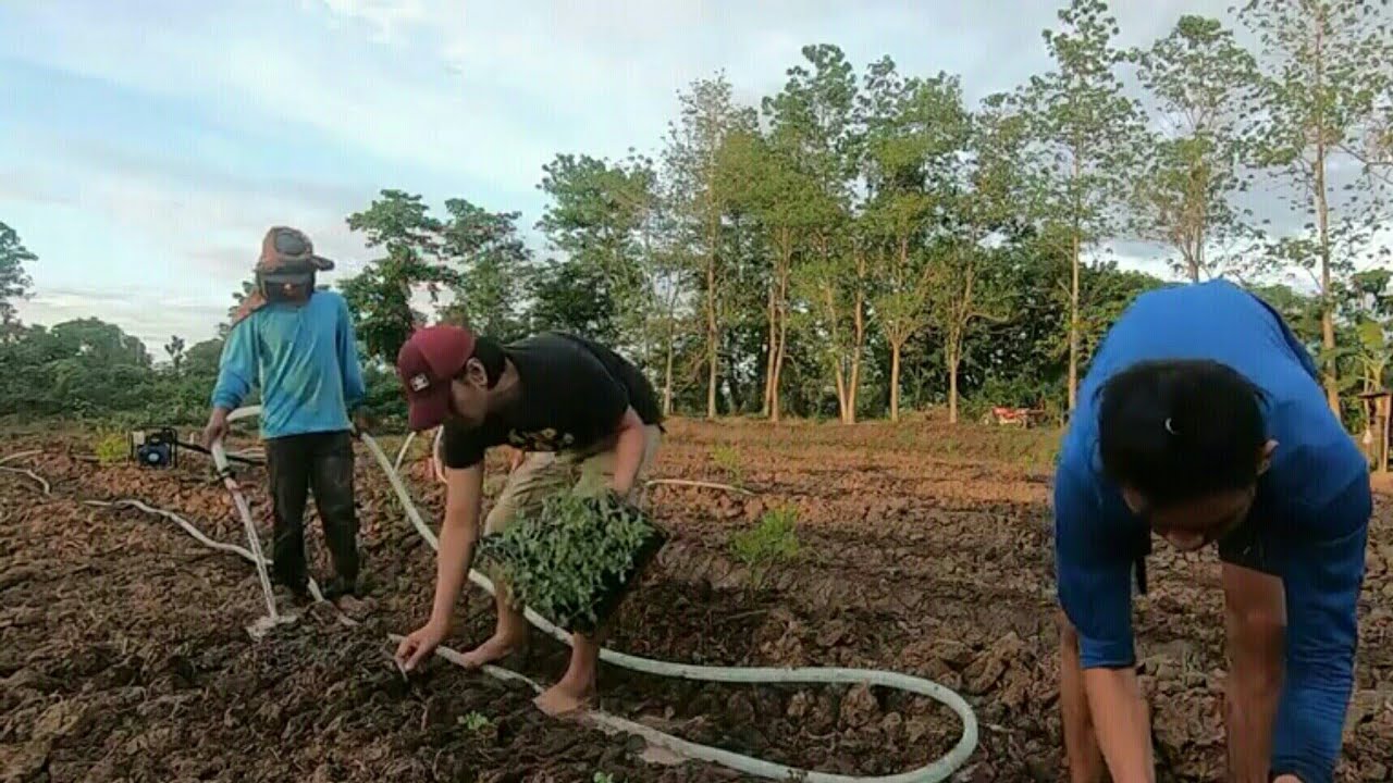 NAGTANIM KAMI NG 2 LIBONG PUNO NG KAMATIS HABANG MALILIIT PA ANG MGA ...