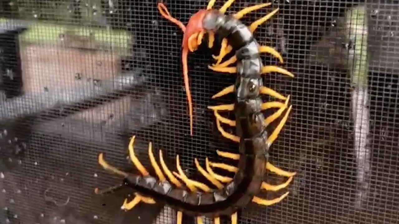 Red Headed Centipede Bite