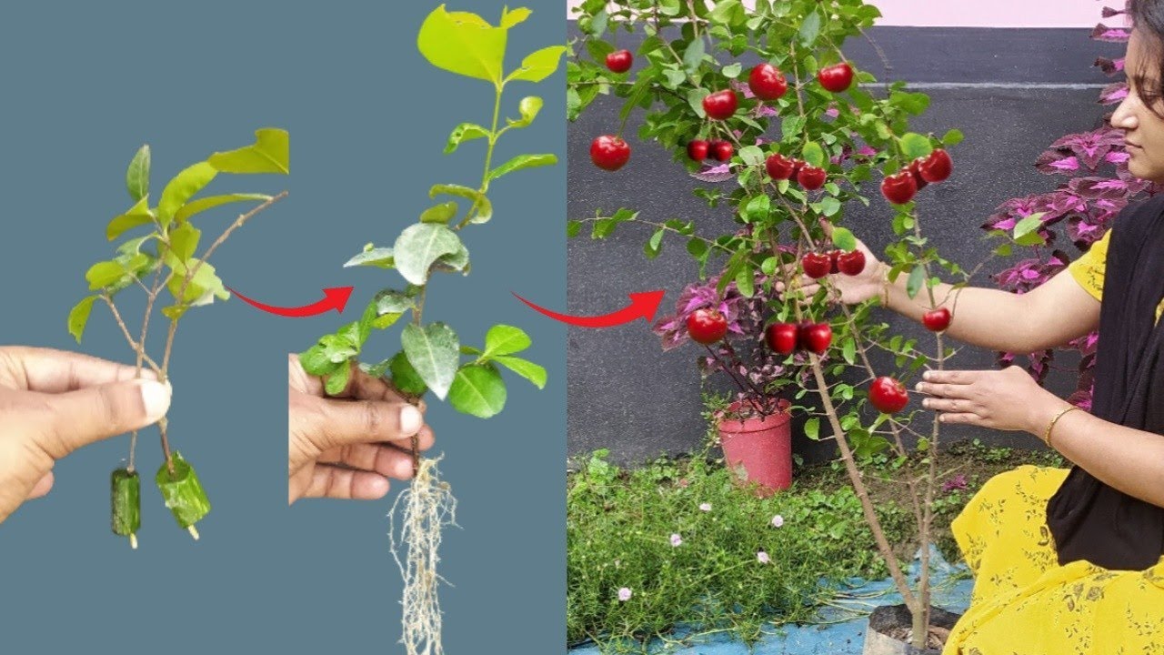 Best way to grow a cherry plant from cuttings. How to propagate a ...
