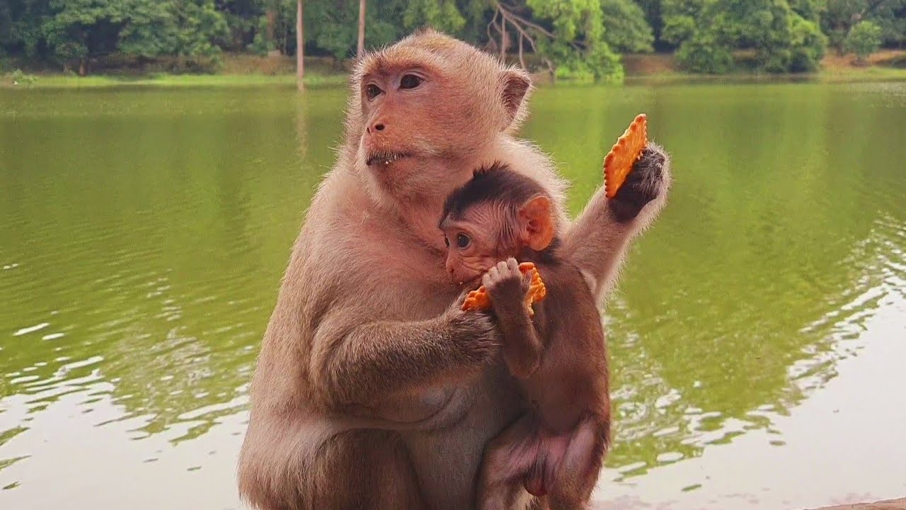 So beautiful lovely little monkey request foods to mama, Adorable tiny ...