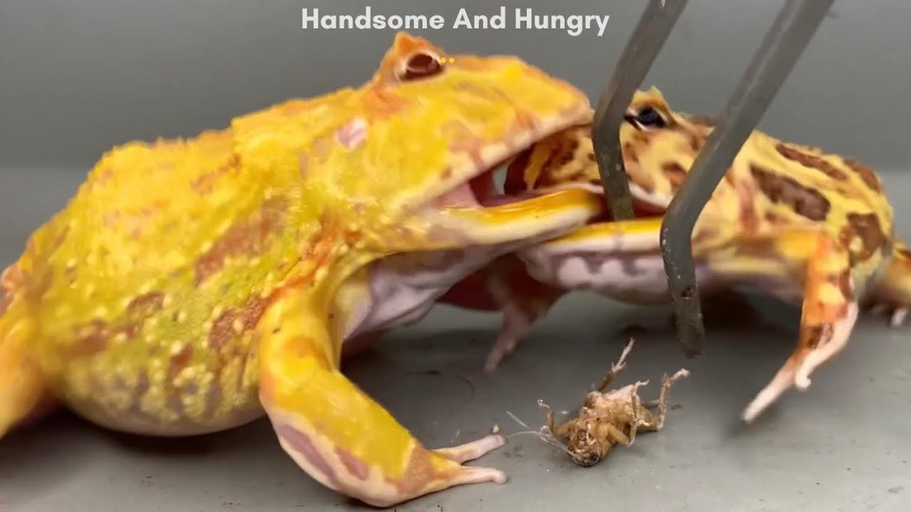 When Pacman Frog's Teeth Collide 🐸 (Frog And Toad) - YouTube